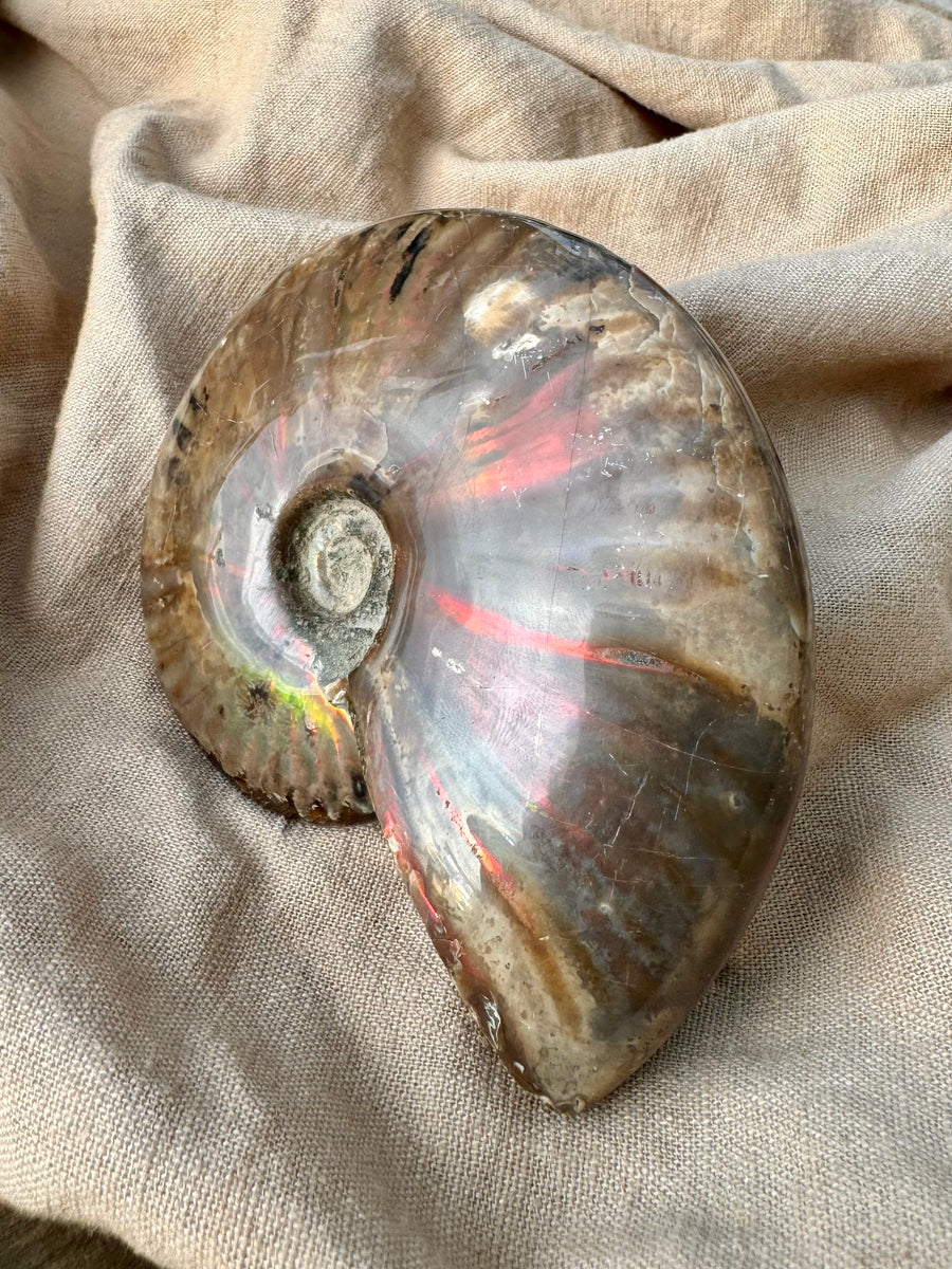 Ammonite- Ammolite Fossil Display Specimen Large – Wade + Willow
